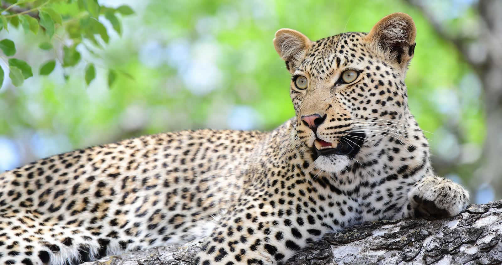 Leopard - Book A Kenya Safari